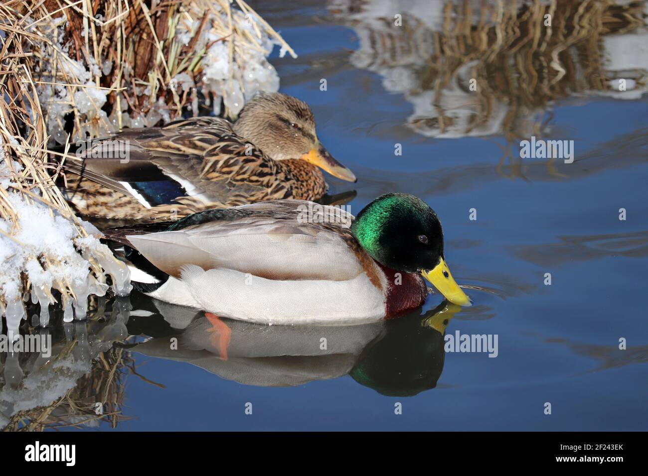 Couple de canards colvert Banque de photographies et d’images à haute ...