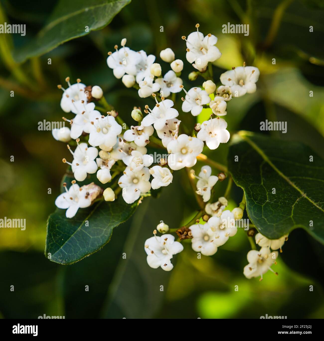 Viburnum tinus laurustinus Banque de photographies et d’images à haute ...