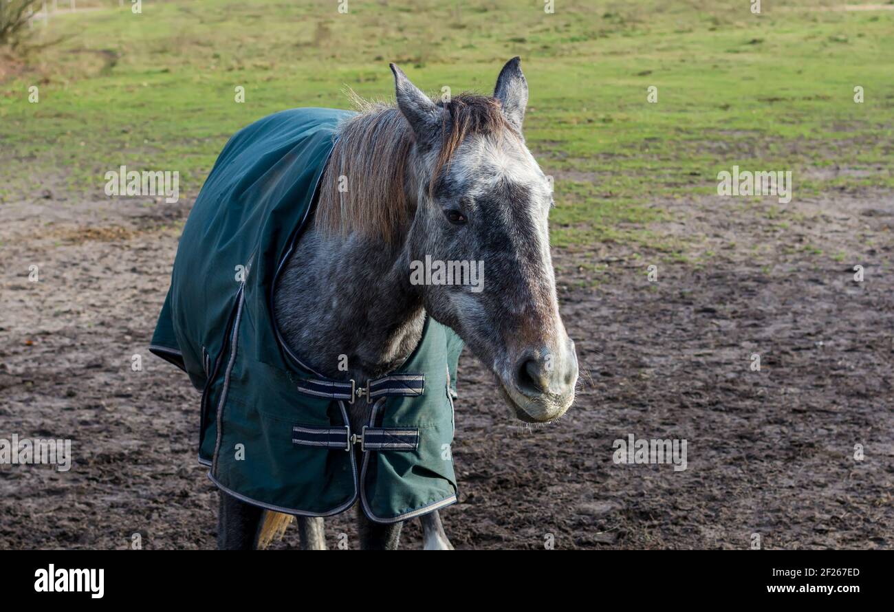 Cheval vert Banque de photographies et d’images à haute résolution - Alamy