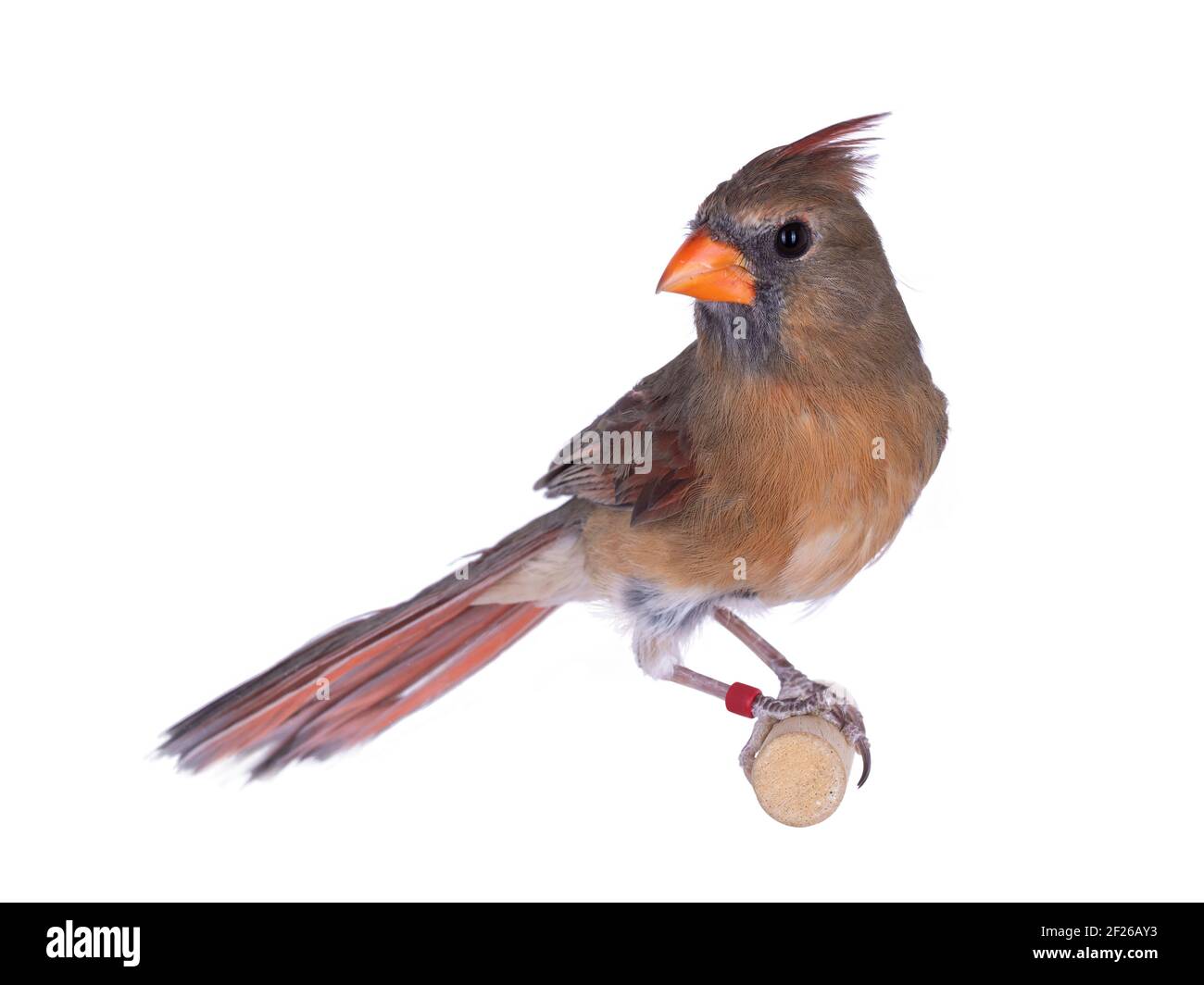 Cardinalis cardinali Banque de photographies et d’images à haute ...