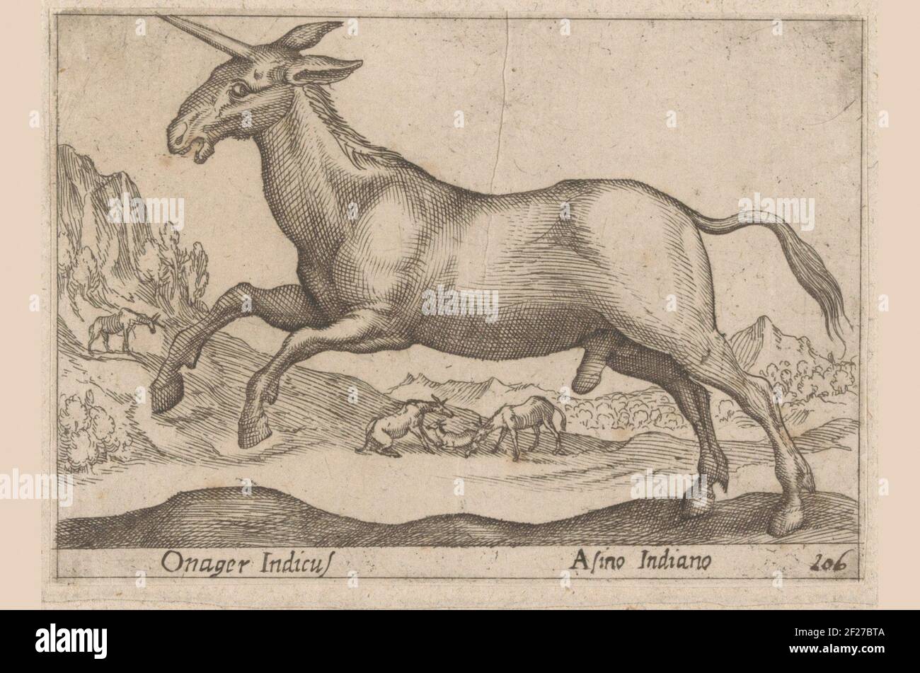 Ezel indischer; Onager indicicus / asino indien; Dien en fabelwezens ...