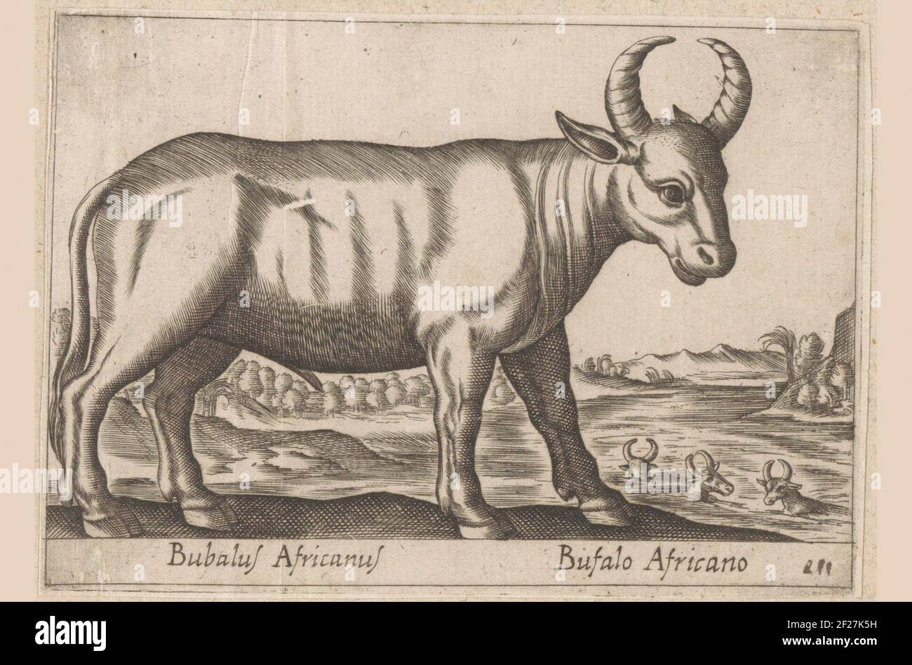 Afrikaanse buffel Banque de photographies et d’images à haute ...