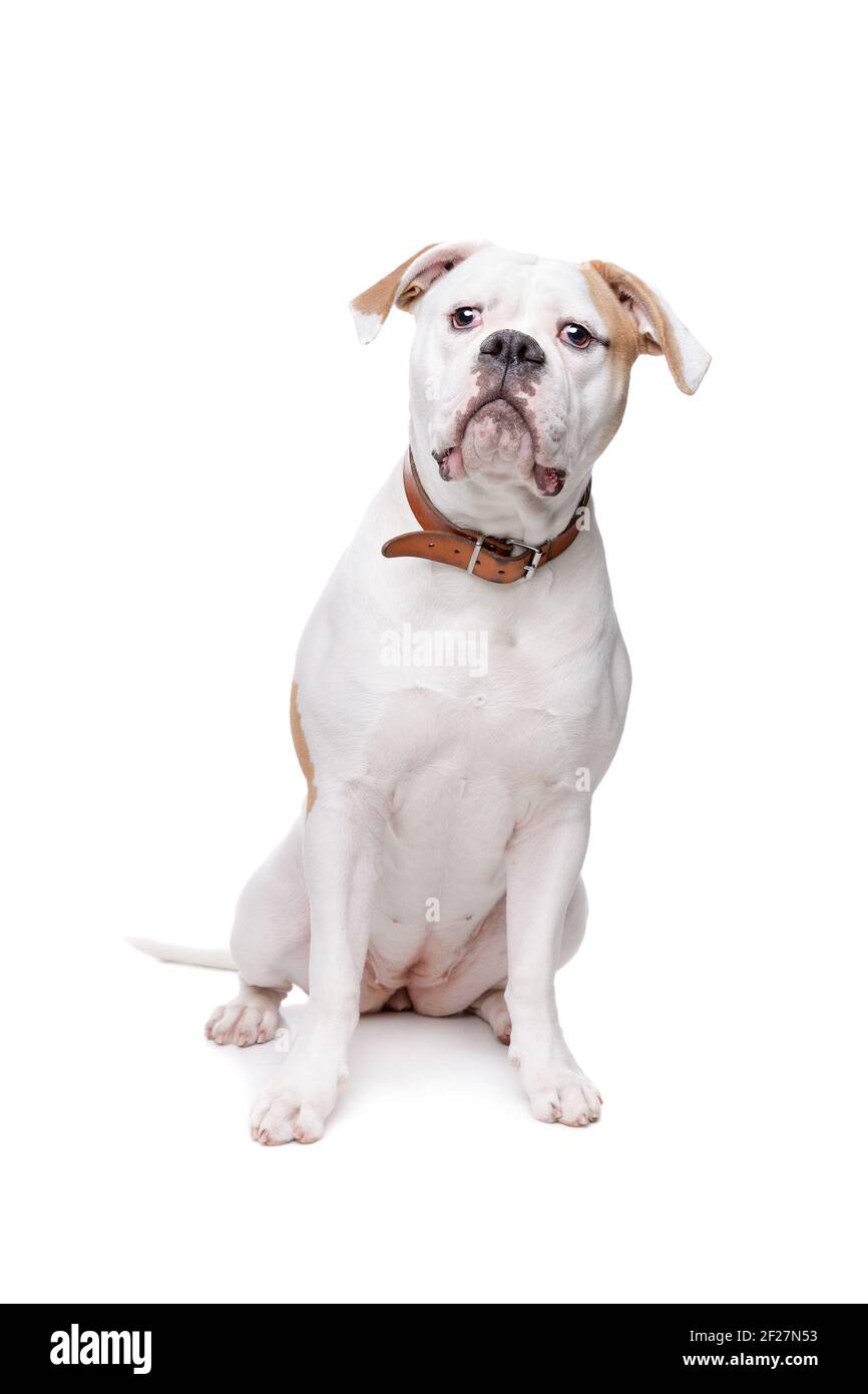 Scott american bulldog Banque de photographies et d’images à haute ...