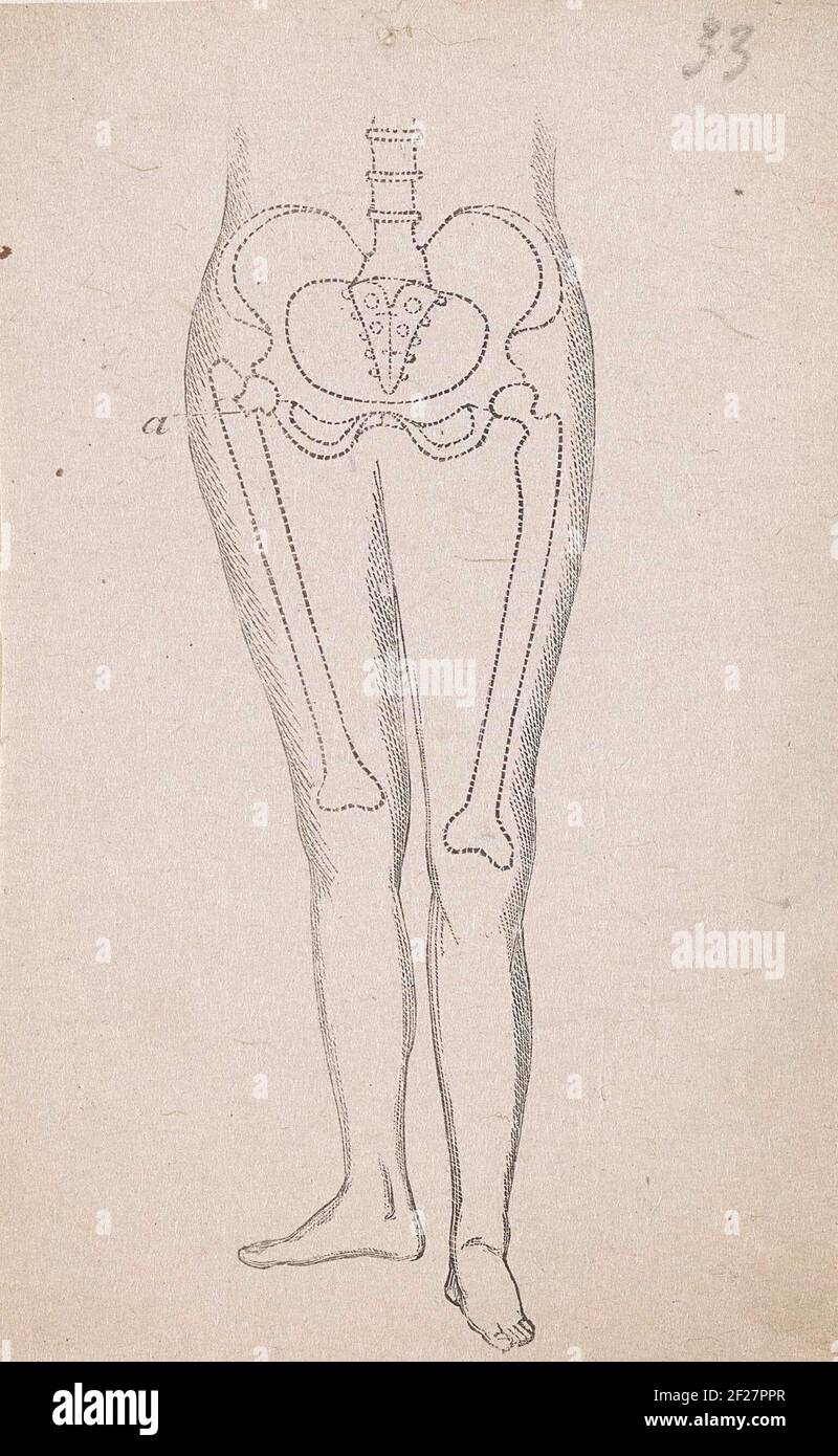 Human pelvis Banque de photographies et d’images à haute résolution - Alamy