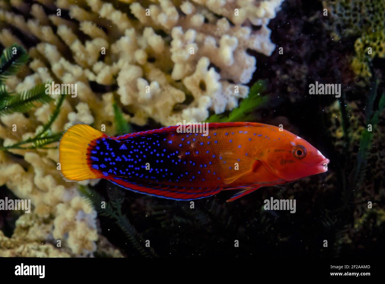 CORIS gaimard, le wrasse à queue jaune ou le coris africain, entre ...