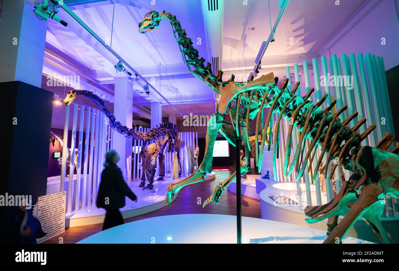 Dinosaure europasaurus Banque de photographies et d’images à haute ...
