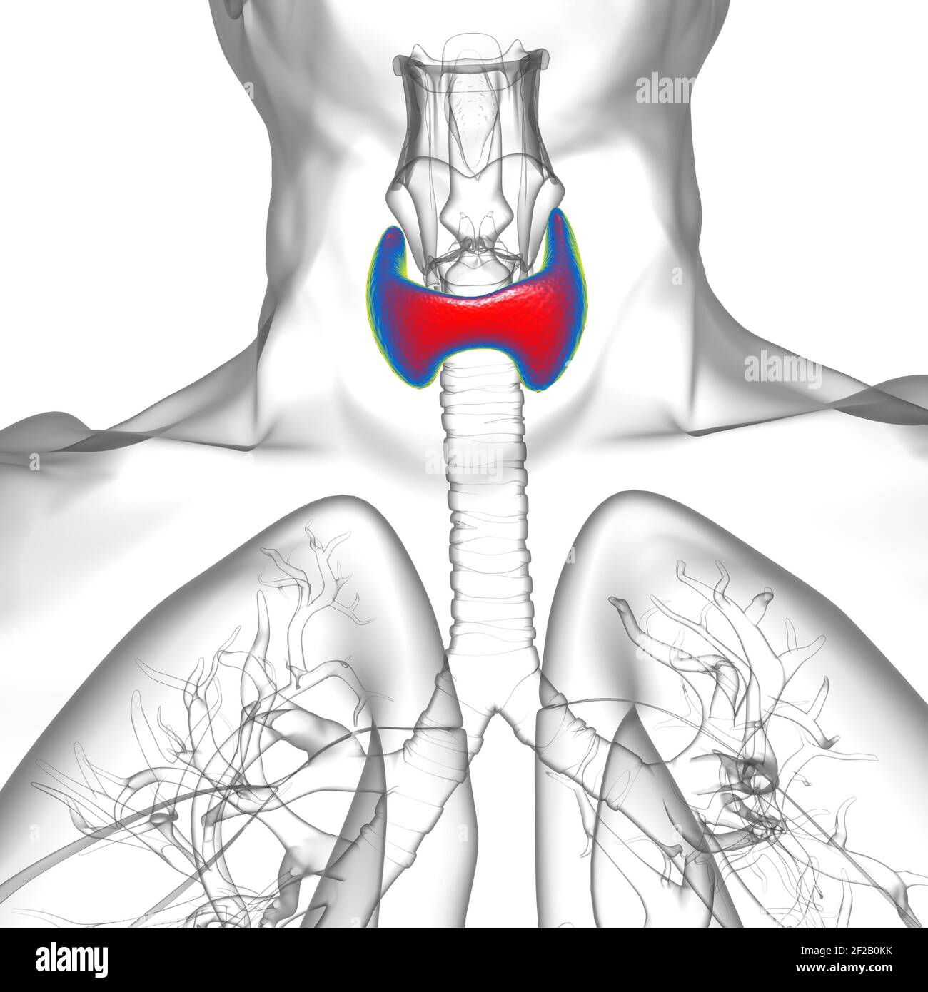Anatomie de la glande thyroïde pour l'illustration 3D de concept ...