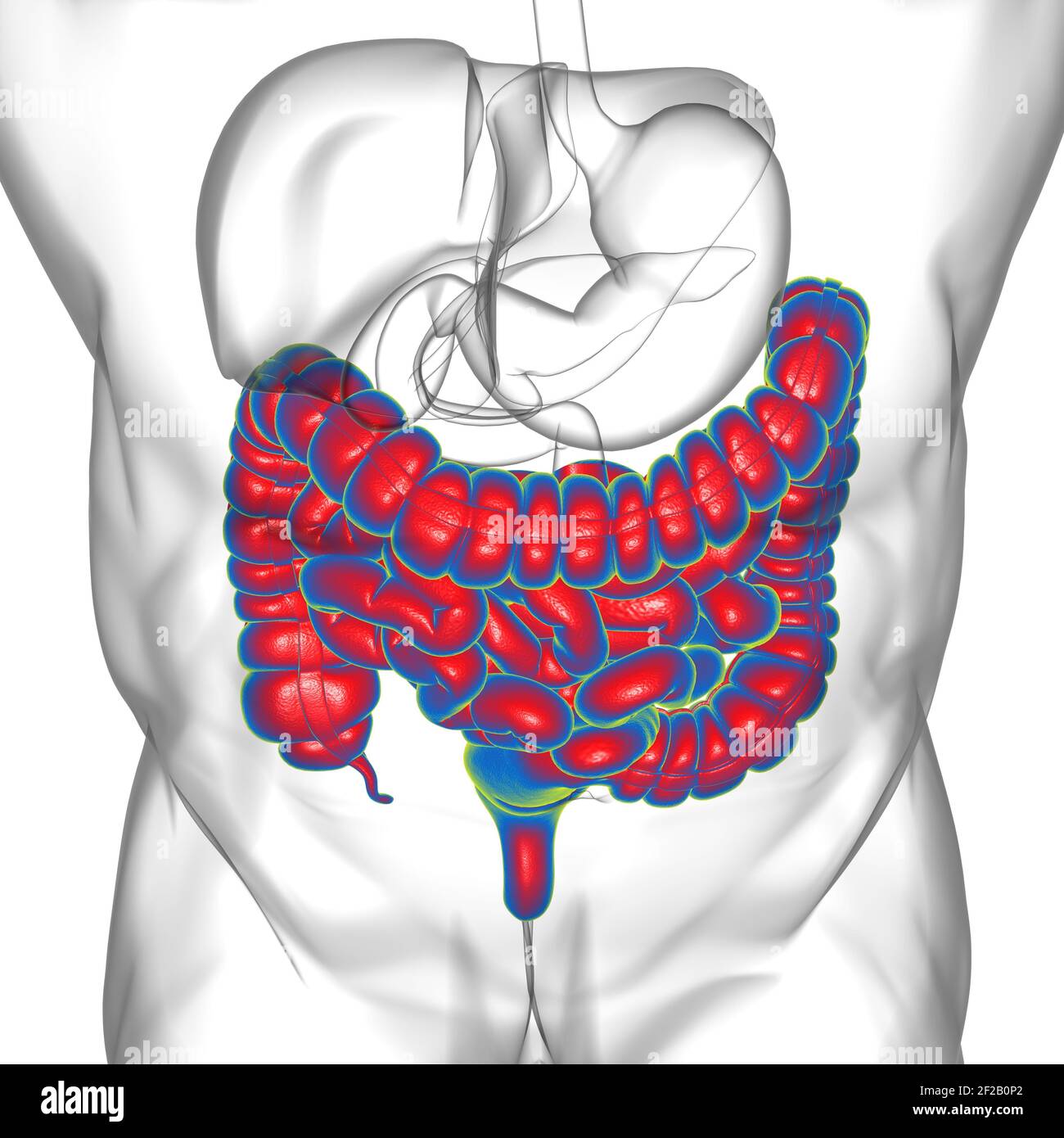 Intestin grêle et gros intestin 3D Illustration système digestif humain ...