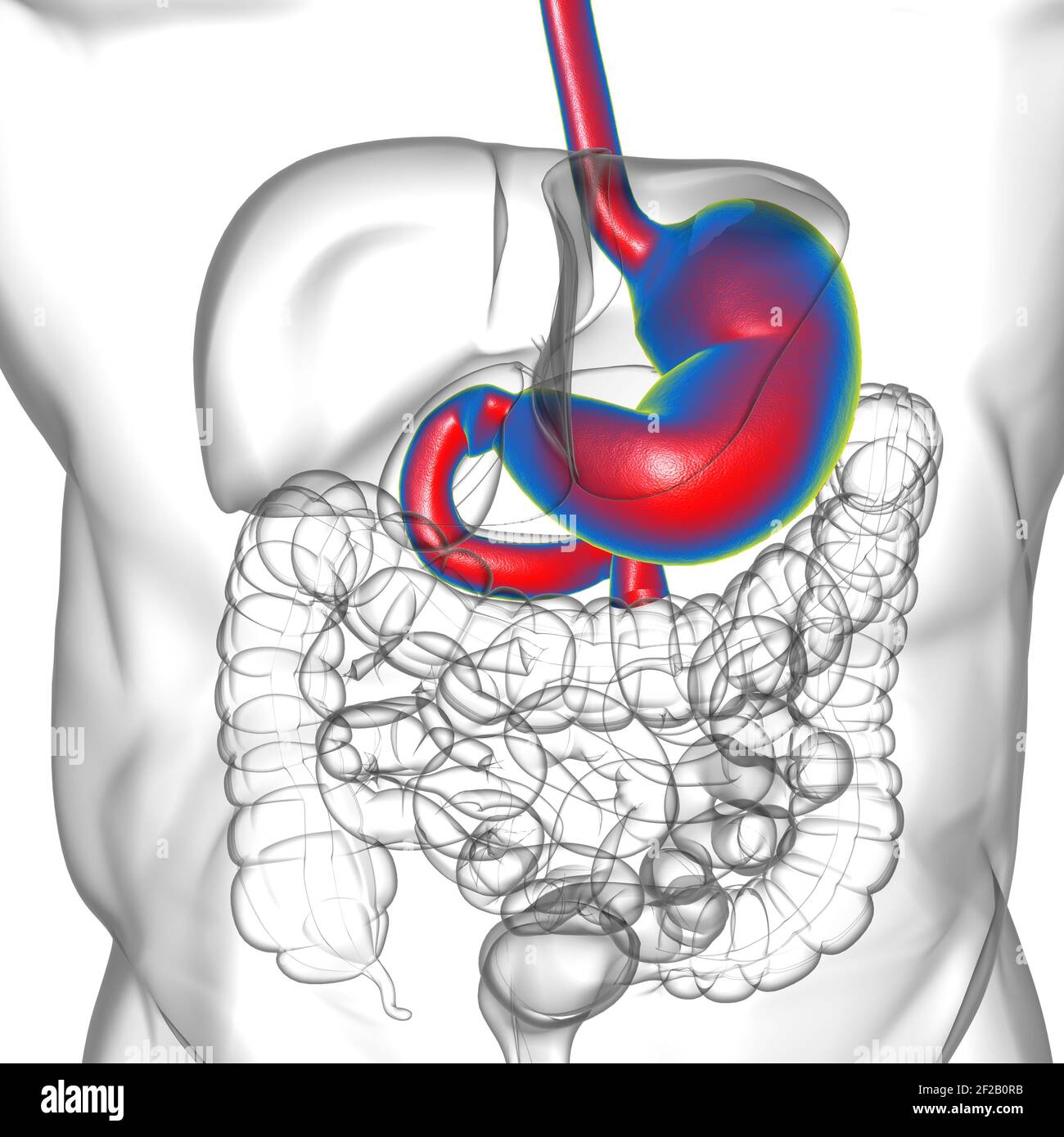 Anatomie de l'estomac système digestif humain pour concept médical ...