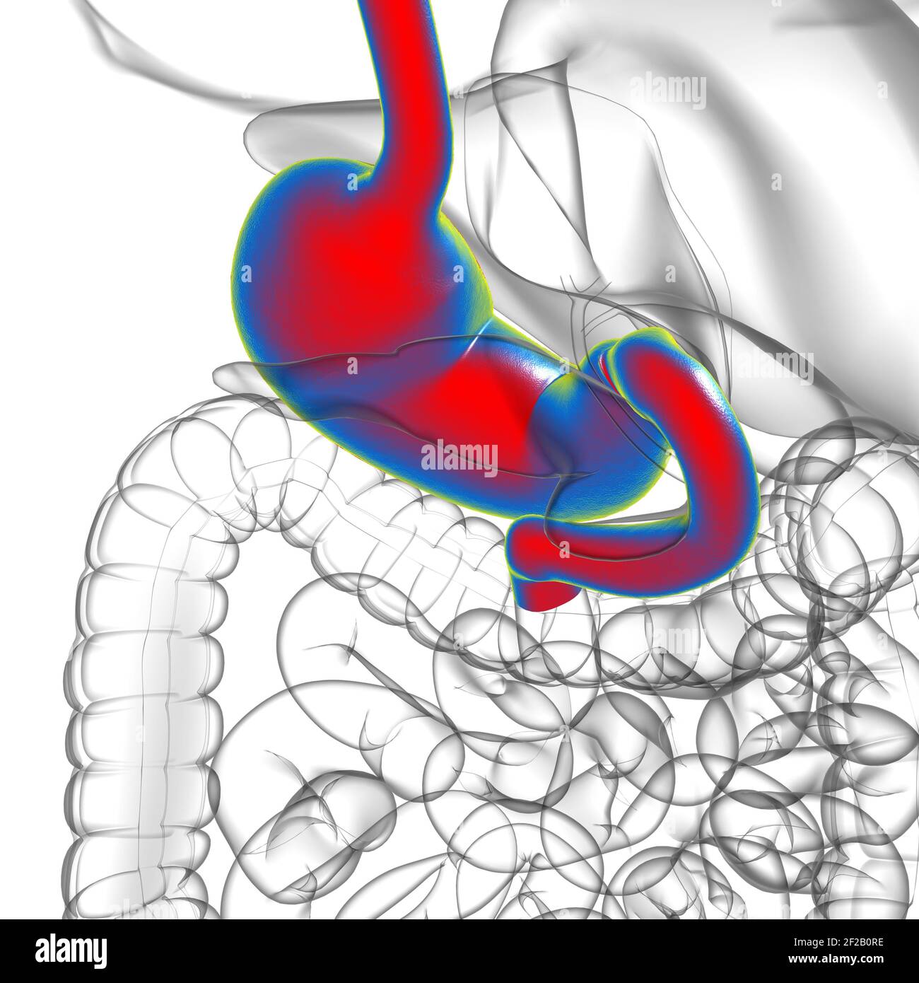 Anatomie de l'estomac système digestif humain pour concept médical ...