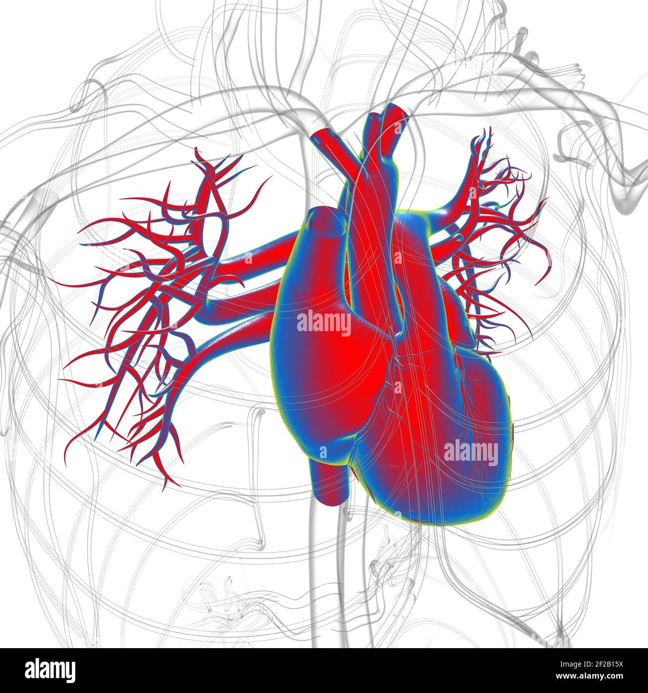Anatomie du cœur humain pour l'illustration 3D du concept médical Photo ...