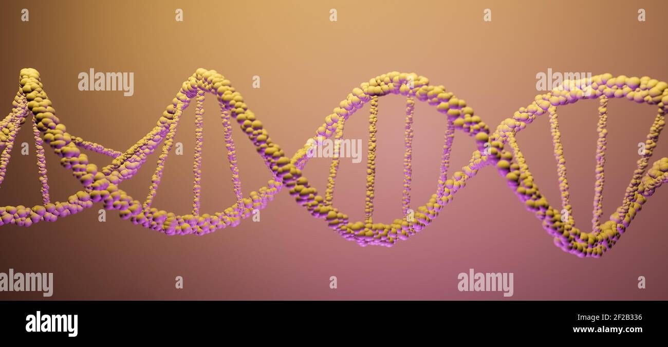 ADN, acide désoxyribonucléique, structure de la molécule à double ...