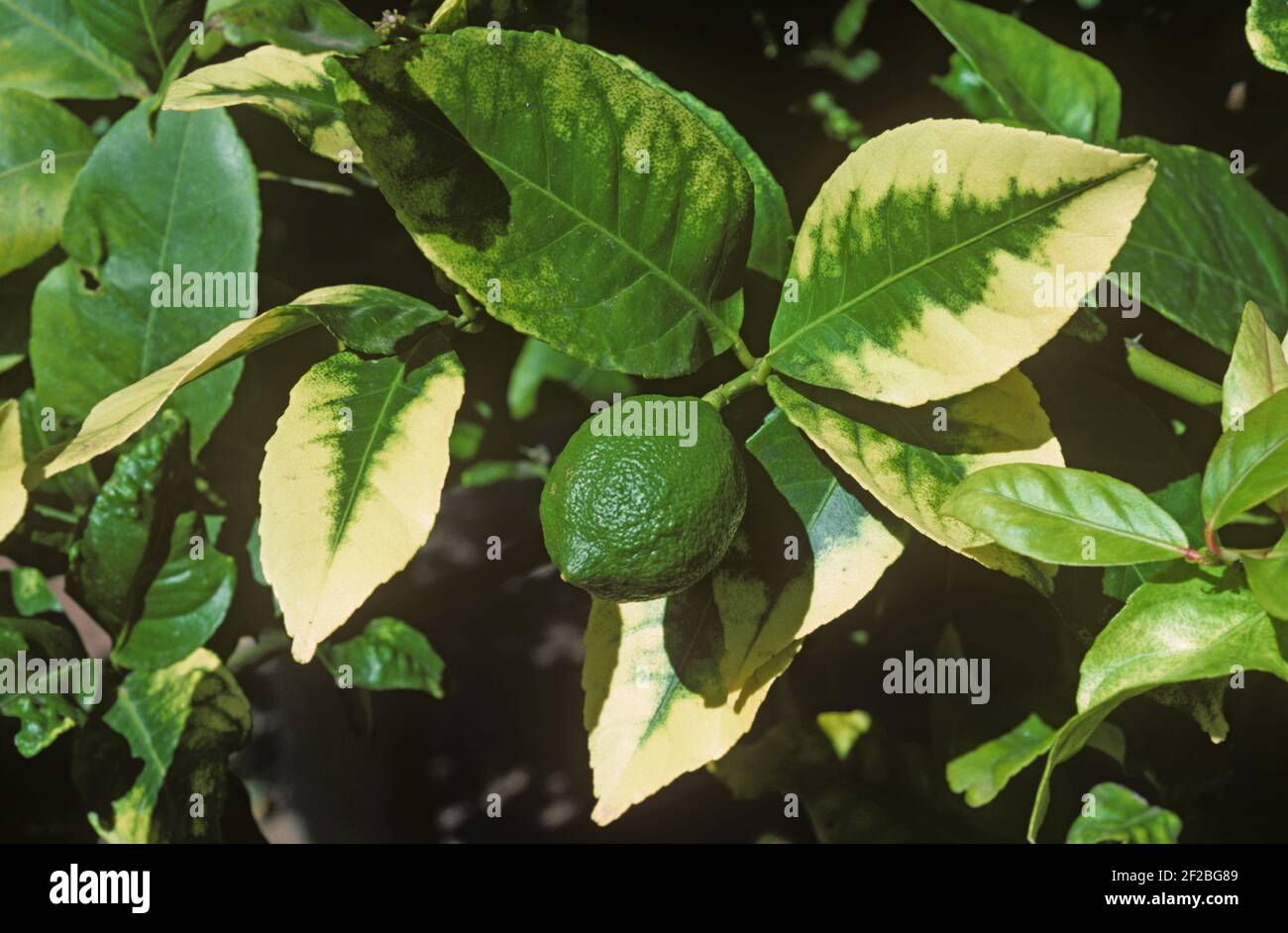 Deficiencia de calcio Banque de photographies et d’images à haute ...