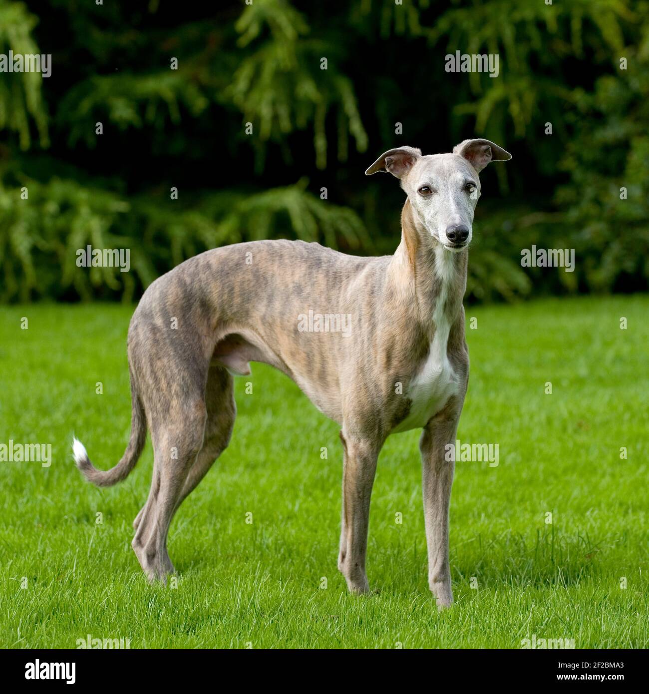 Whippet side view Banque de photographies et d’images à haute ...