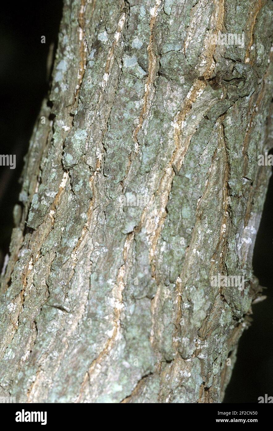 Populus heterophylla Banque de photographies et d’images à haute ...