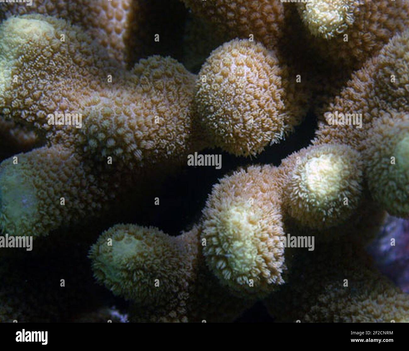 Porites cylindrica Banque de photographies et d’images à haute ...