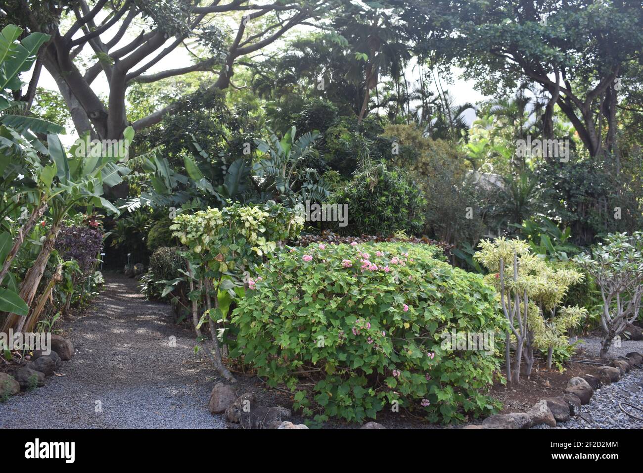 Diferentes tipos de plantas Banque de photographies et d’images à haute ...