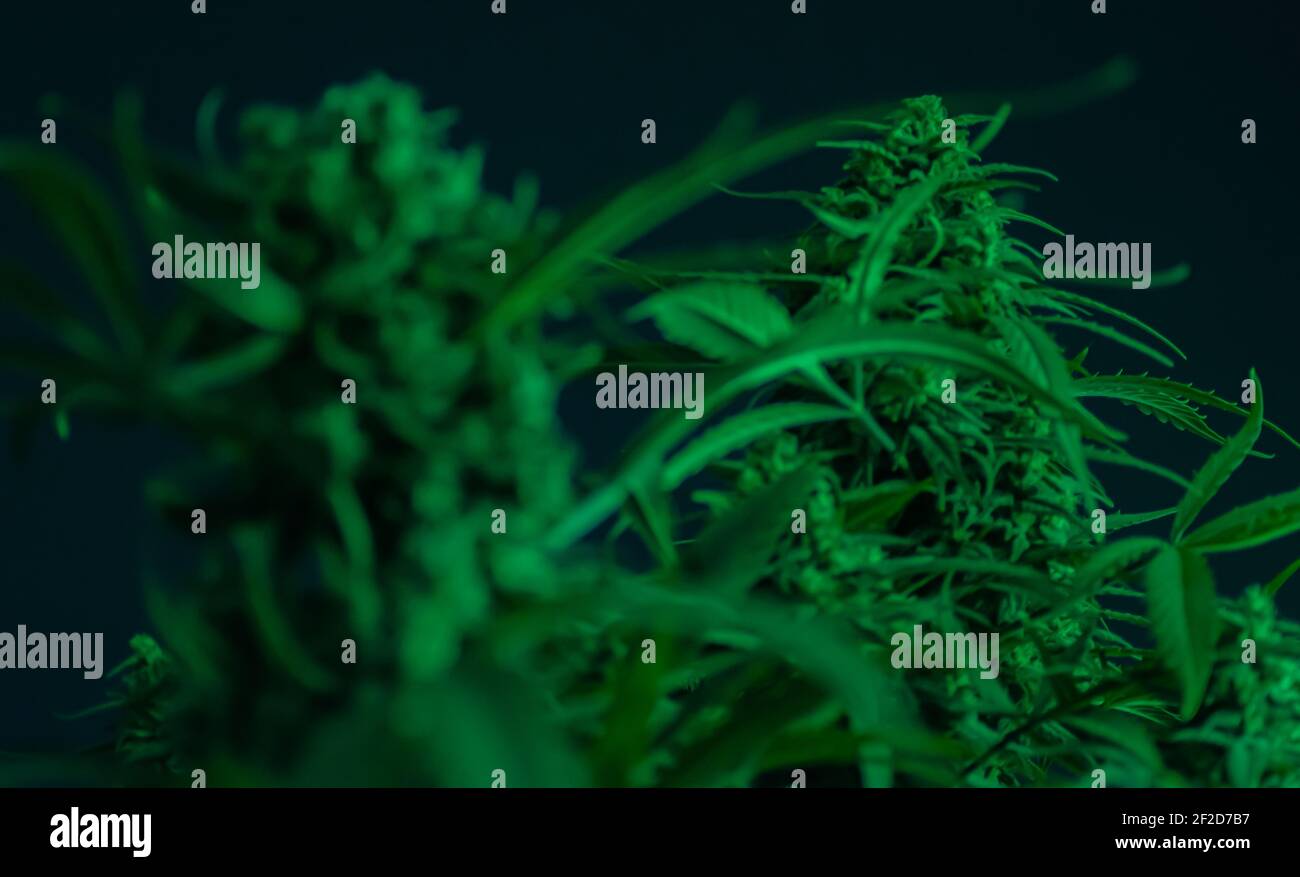 Cannabis texture Banque de photographies et d’images à haute résolution ...