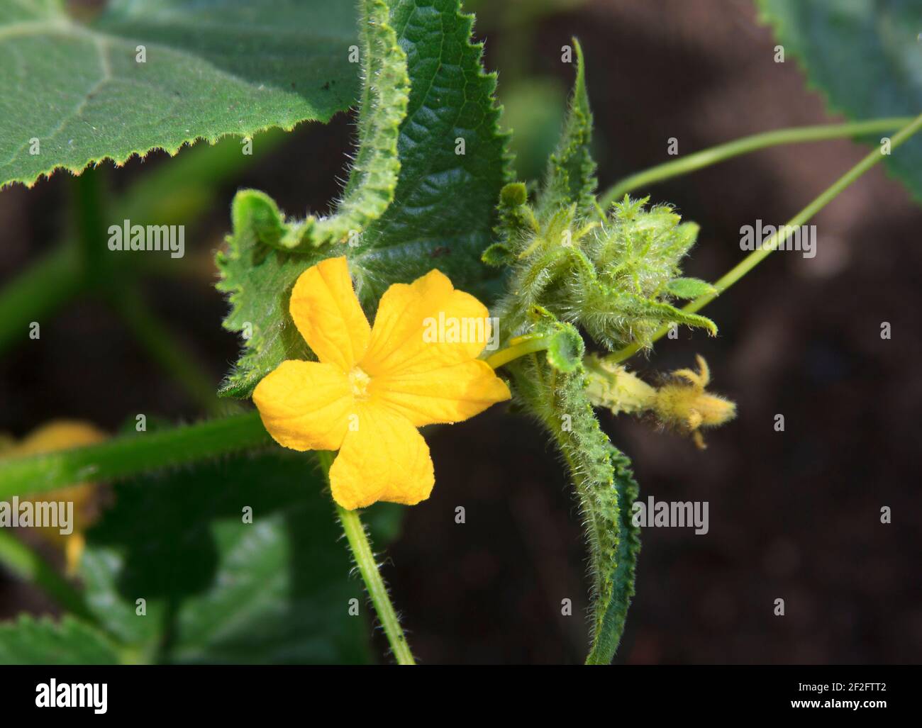 Fleur de concombre et ovaire des jeunes fruits. Une belle plante pousse ...