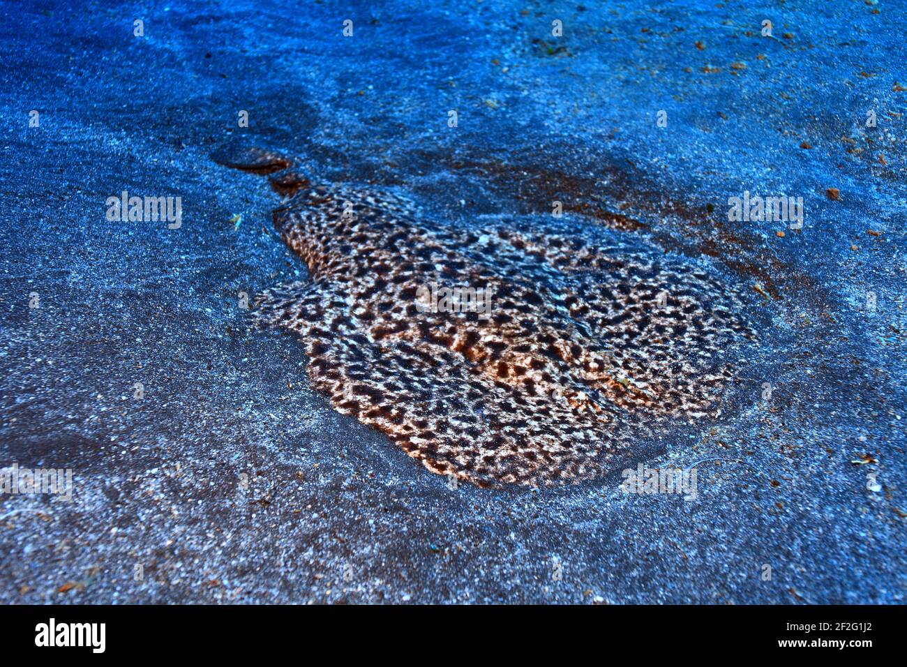 Torpedo marmorata Banque de photographies et d’images à haute ...