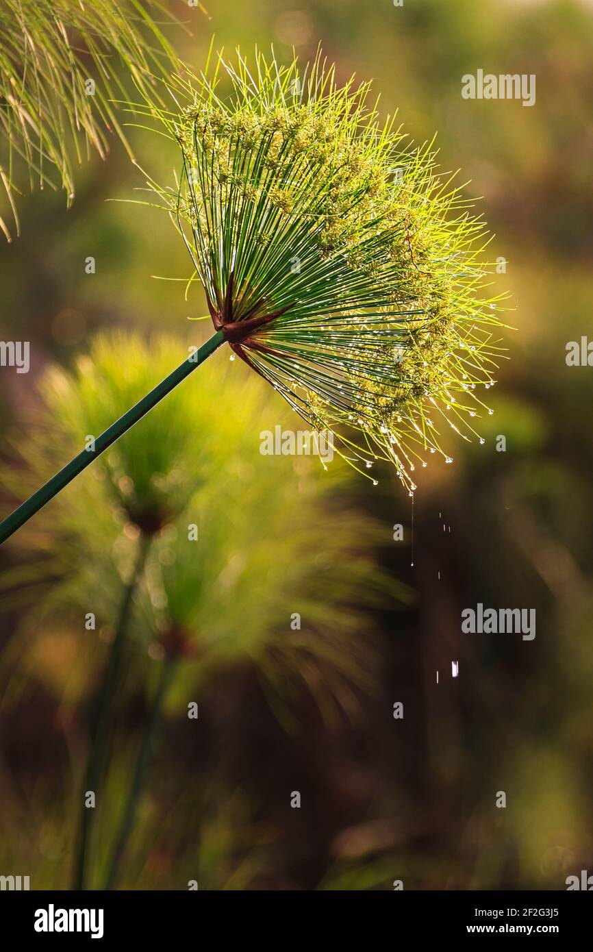 Fleur de papyrus Banque de photographies et d’images à haute résolution ...