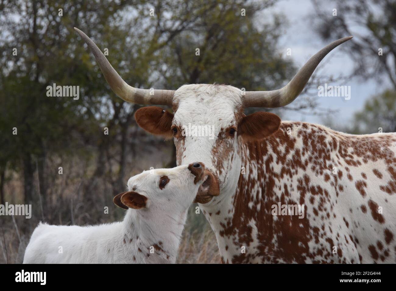 Texas, longhorn, vache, veau Banque de photographies et d’images à ...