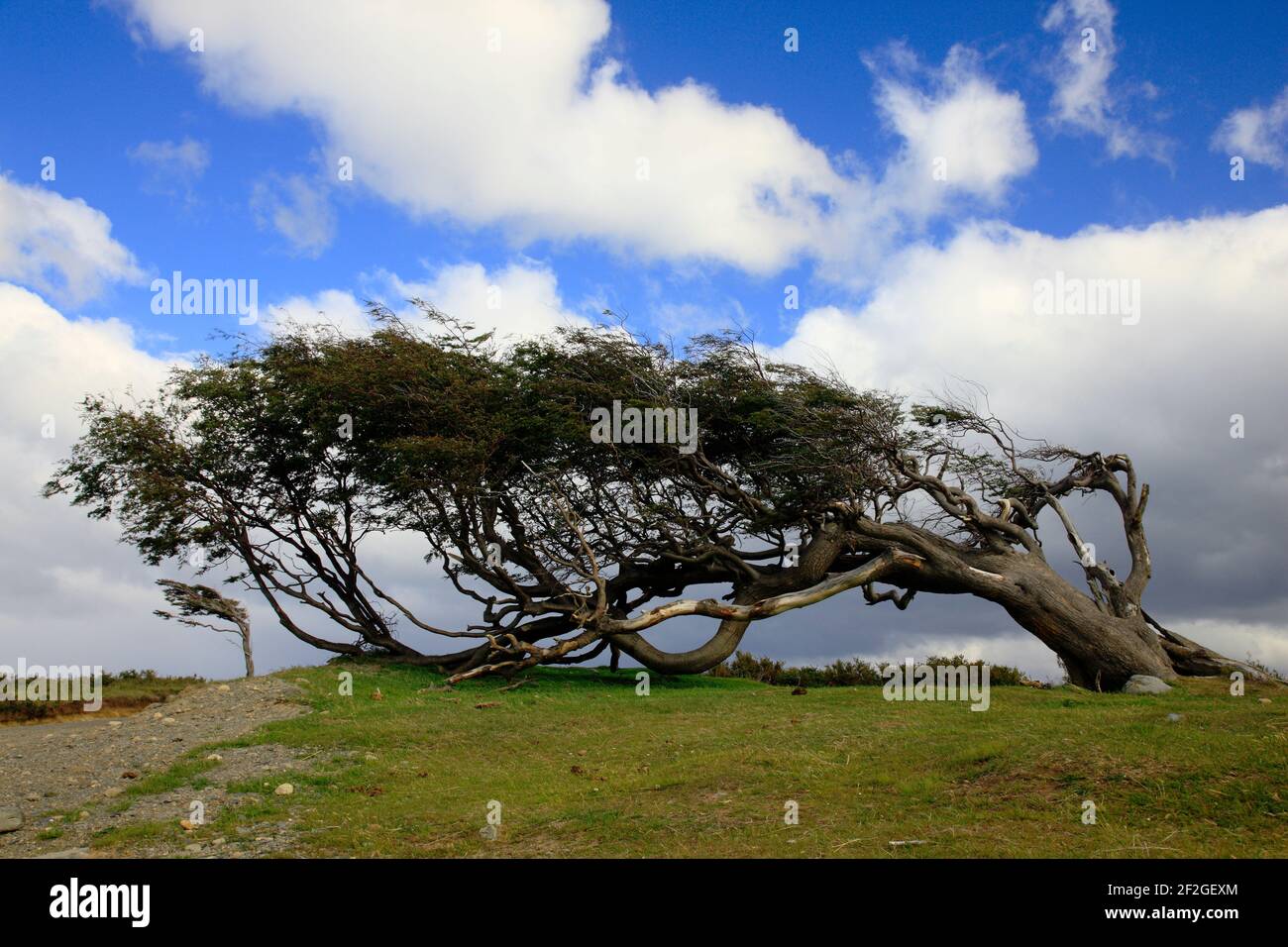 Drapeau dans l'arbre Banque de photographies et d’images à haute ...