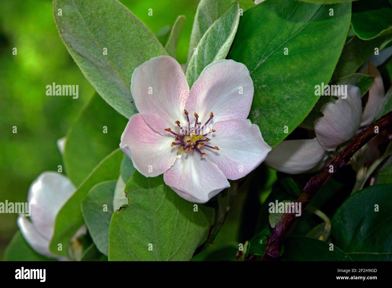 Feuilles de coing Banque de photographies et d’images à haute ...