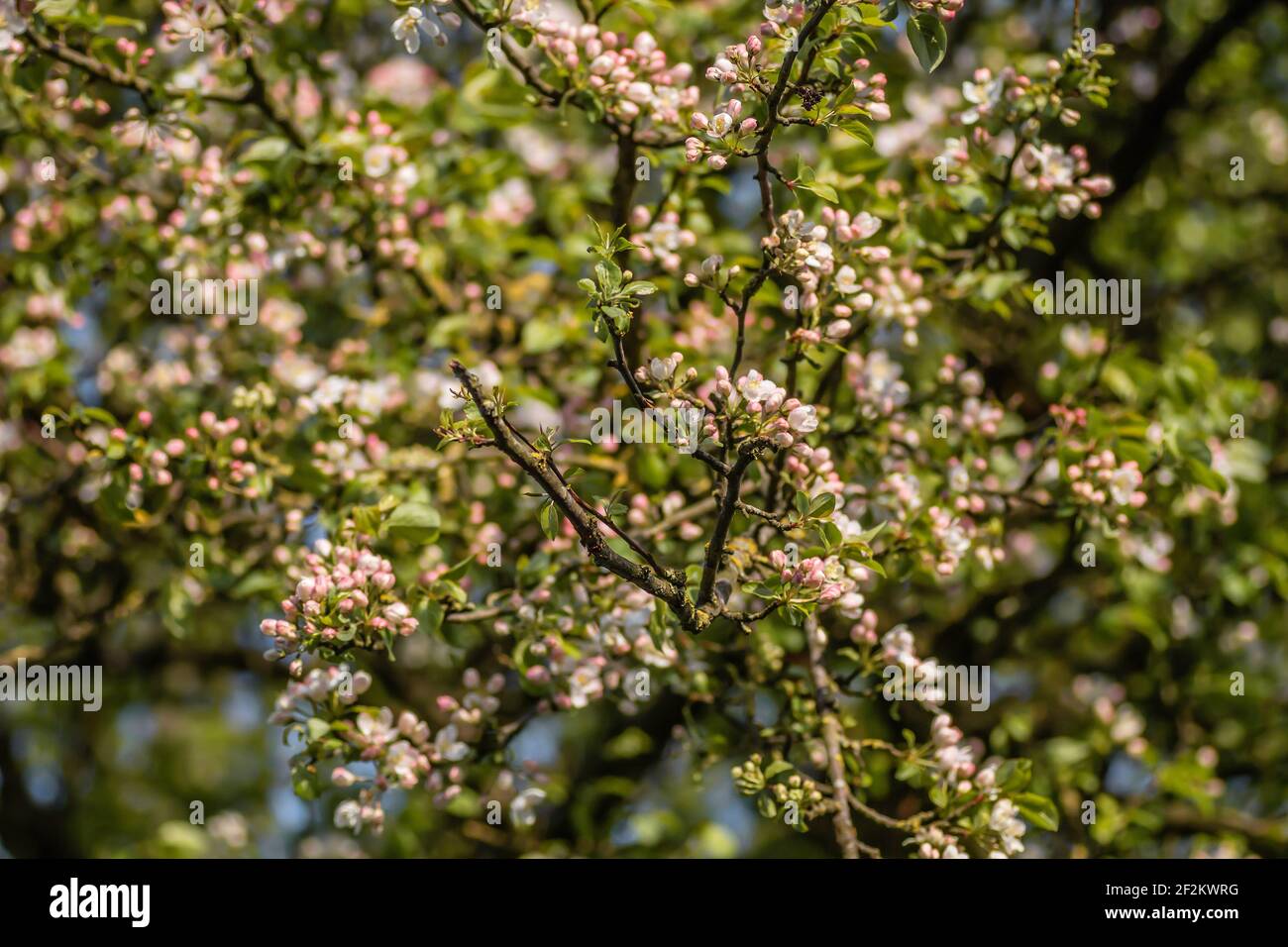 Pommier sauvage Banque de photographies et d’images à haute résolution ...