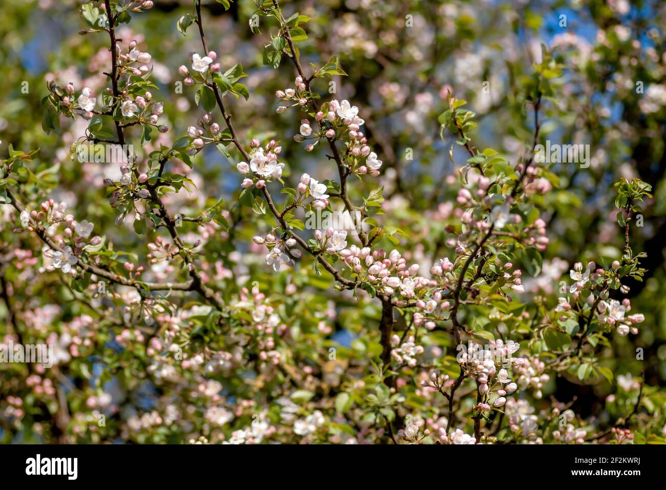 Pommier sauvage Banque de photographies et d’images à haute résolution ...
