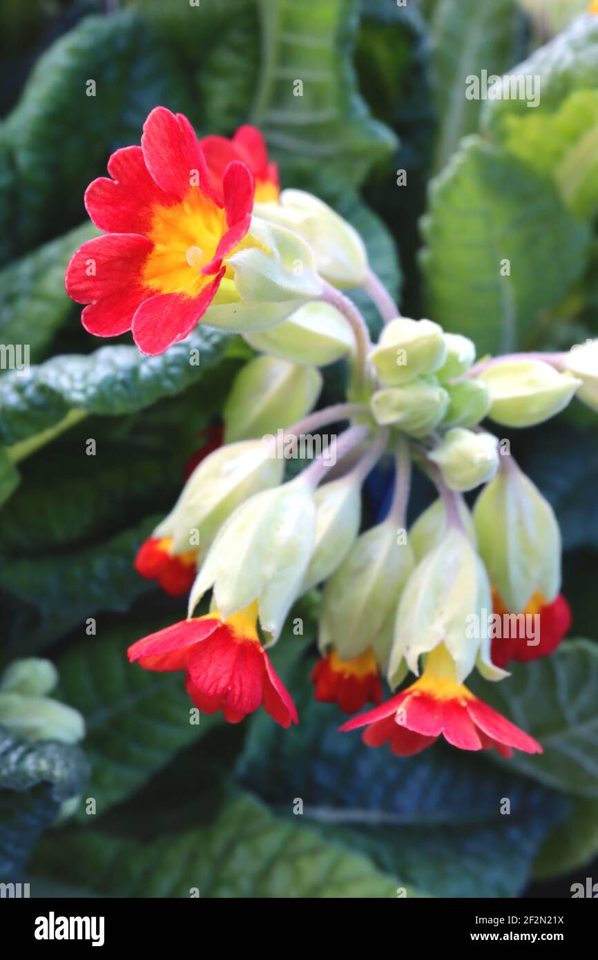 Fleurs rouges tubulaires coeur jaune Banque de photographies et d ...