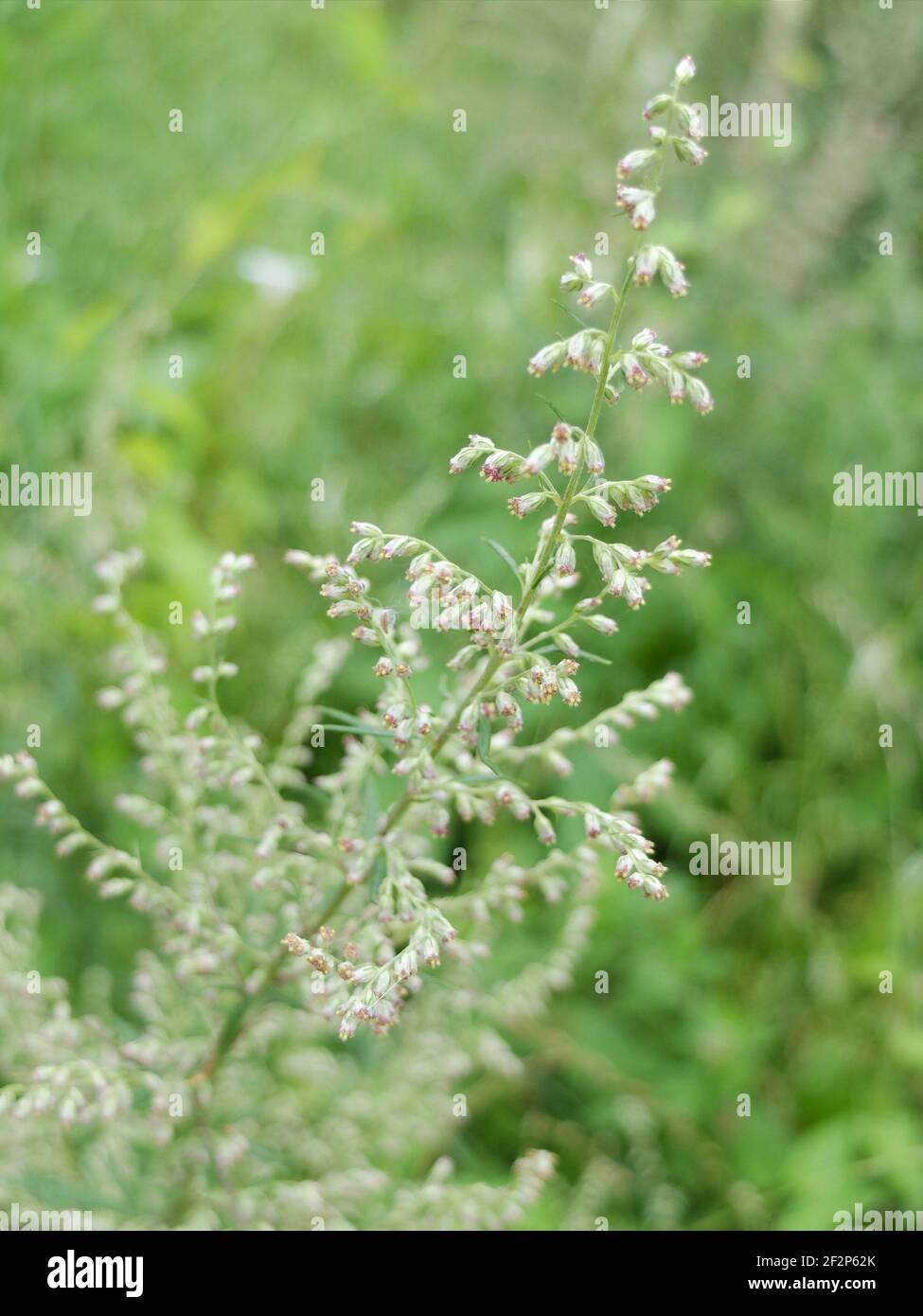 Armoise commune artemisia vulgaris Banque de photographies et d’images ...