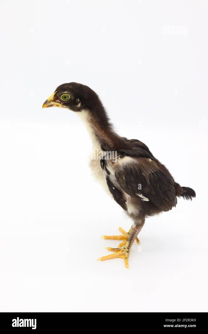Poussins noirs et blancs Banque de photographies et d’images à haute ...
