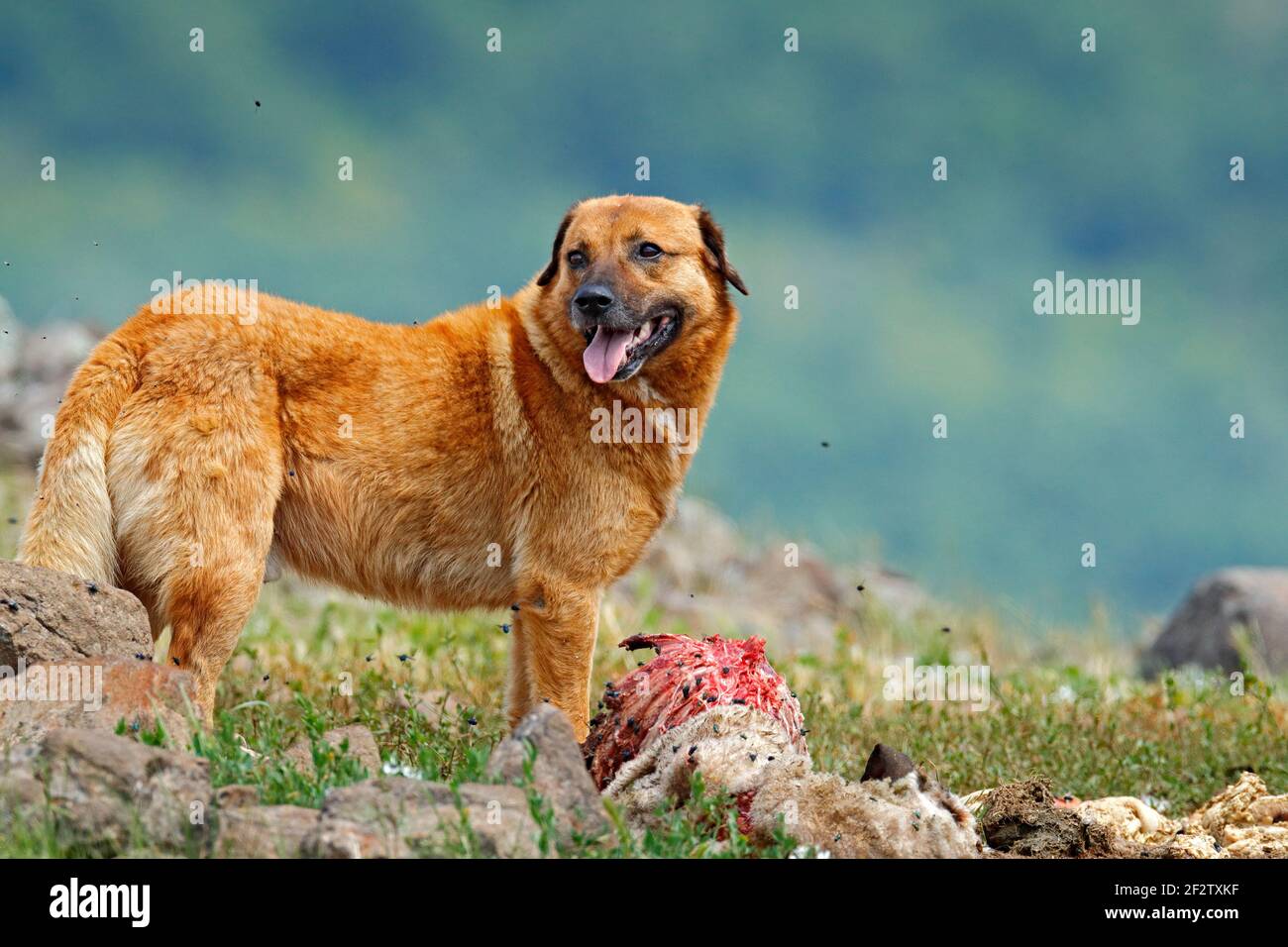 Balkan dog Banque de photographies et d’images à haute résolution - Alamy