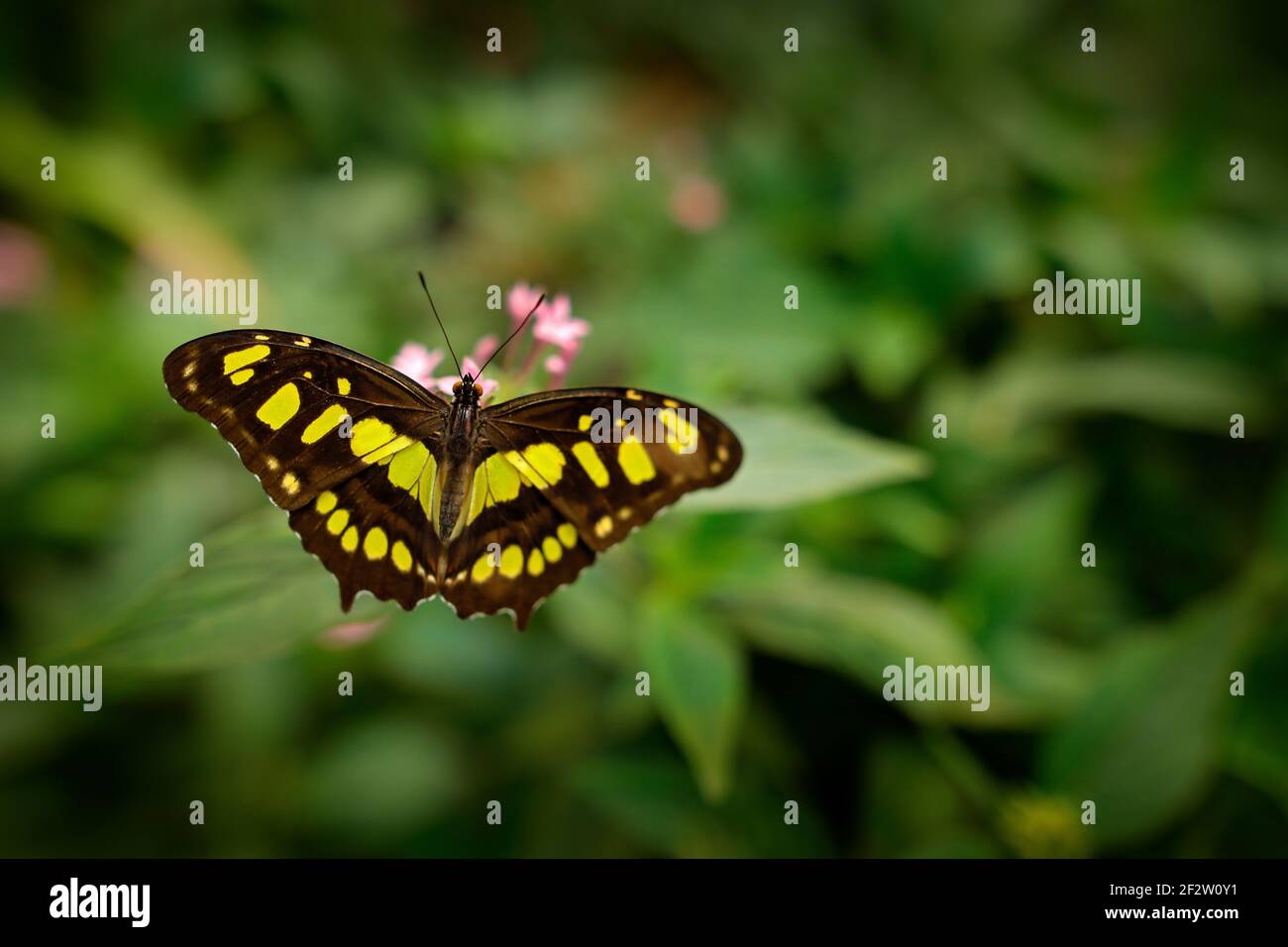 Papillon dans la forêt verte. Bon insecte assis sur le congé. Papillon ...