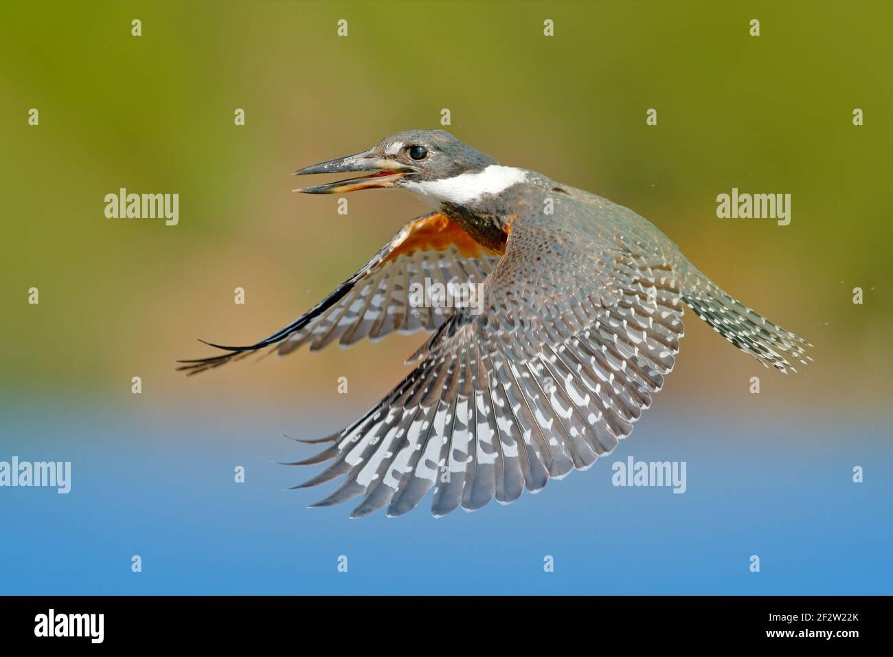 Falcon, pierre de mousse verte. Oiseau de proie Faucon pèlerin assis ...