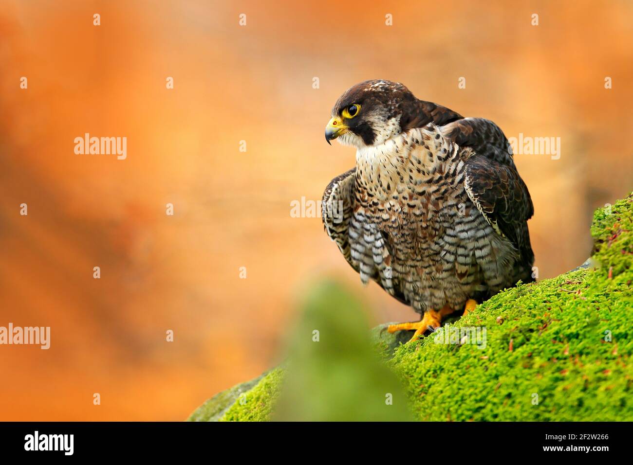 Falcon, pierre de mousse verte. Oiseau de proie Faucon pèlerin assis ...