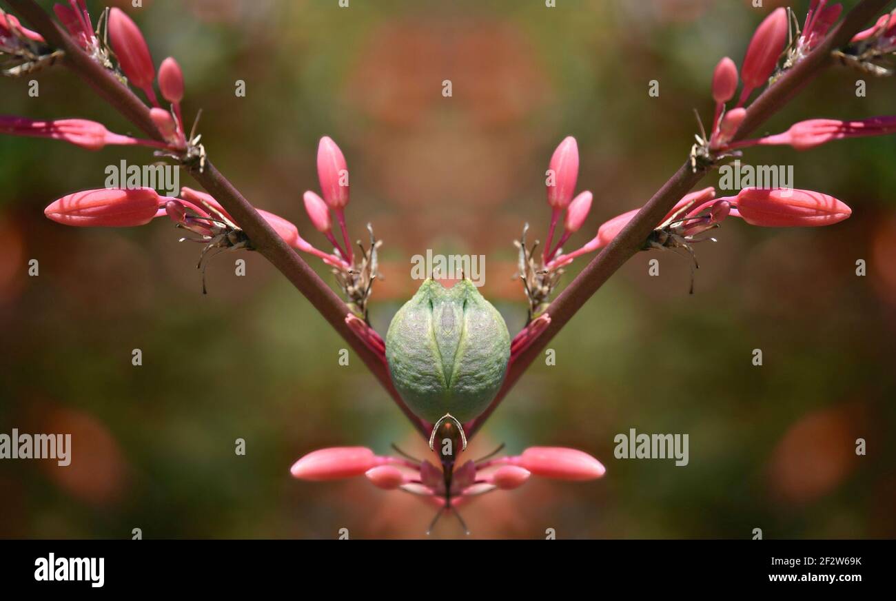 Agave parviflora Banque de photographies et d’images à haute résolution ...