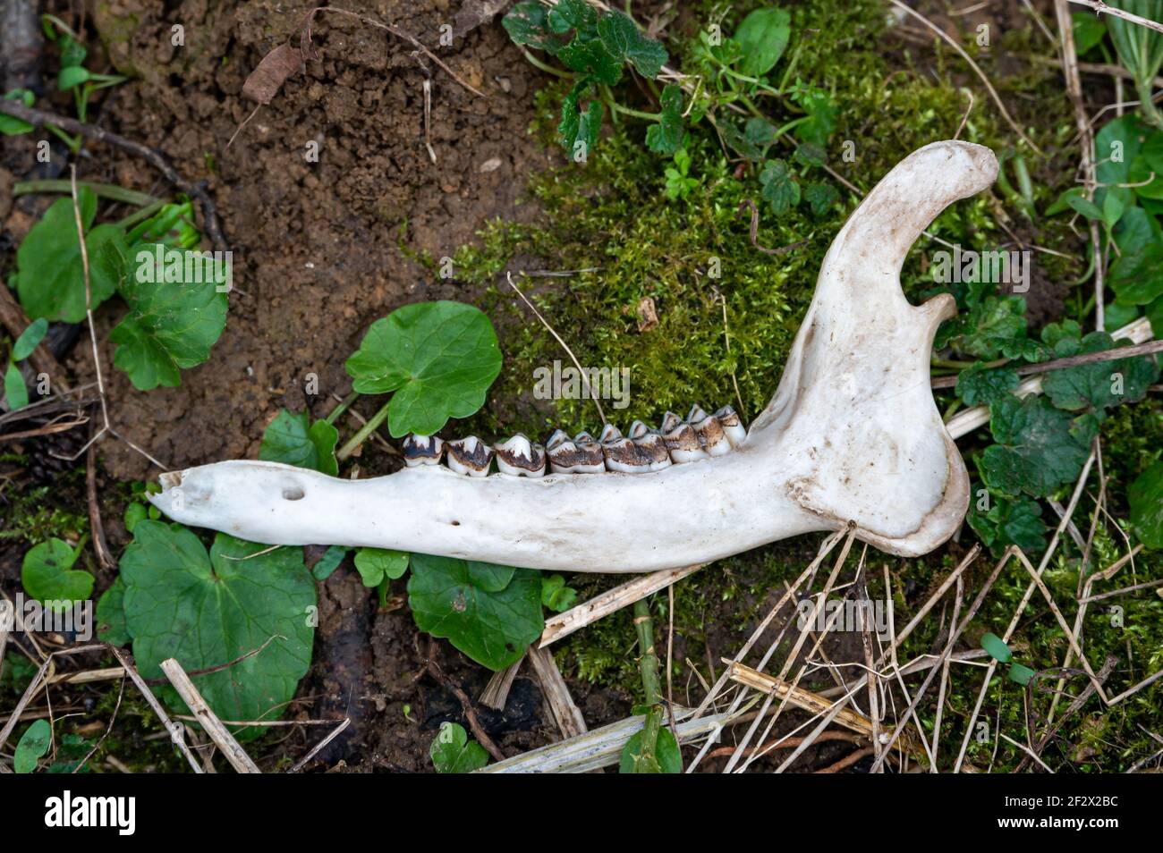 Os de machoire de chevreuil Banque de photographies et d’images à haute résolution - Alamy