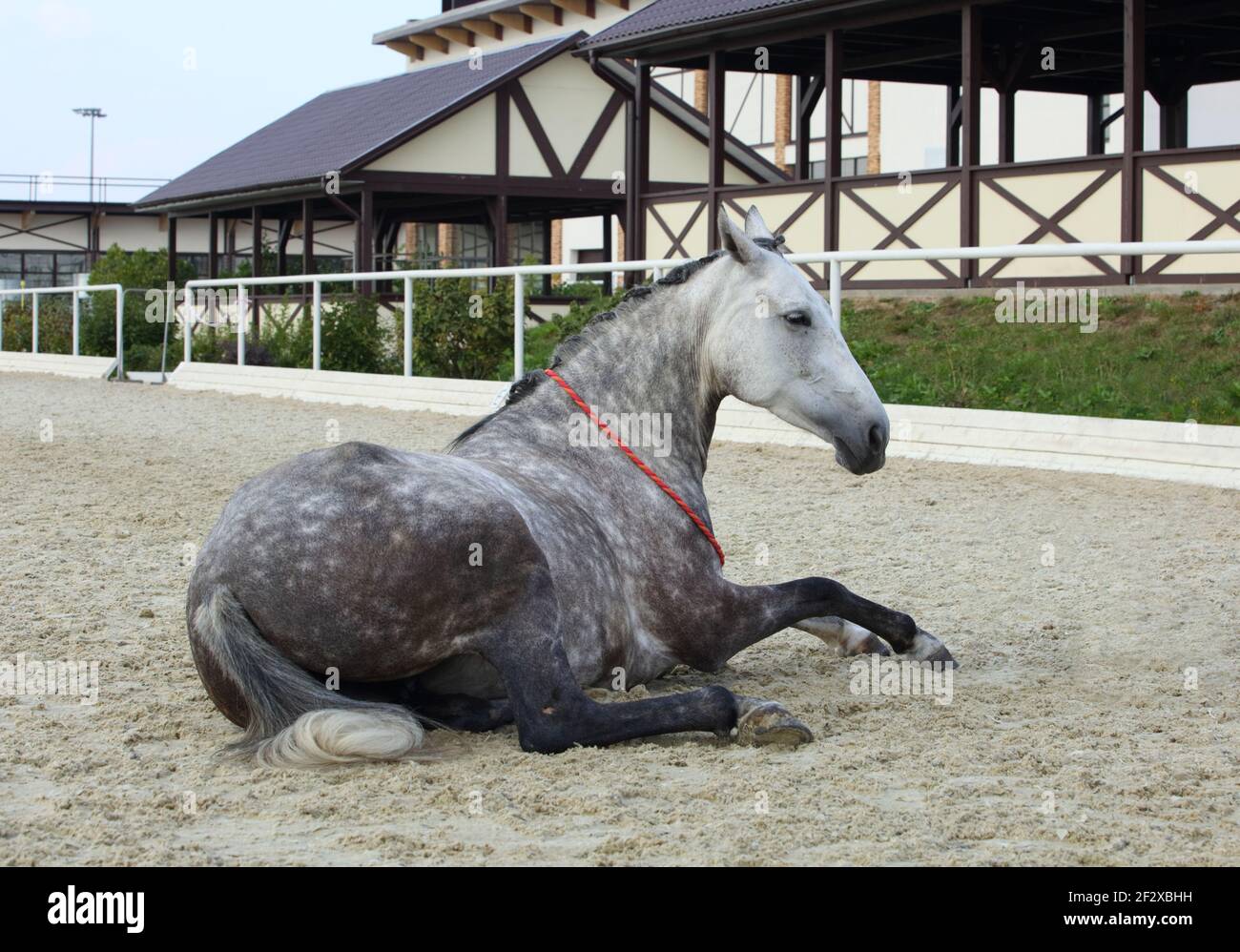 Cheval andalousie Banque de photographies et d’images à haute ...