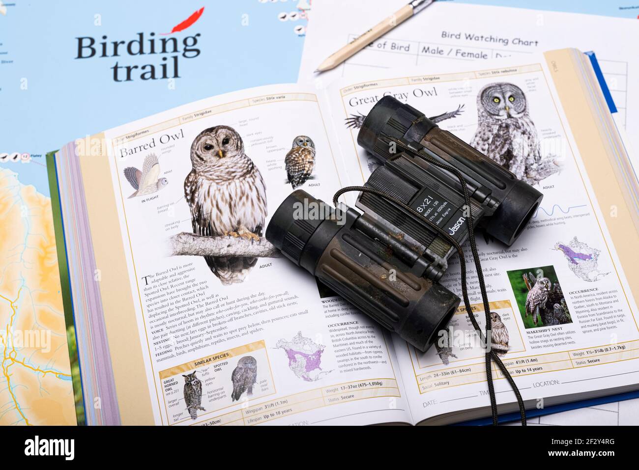 Observation Des Oiseaux En Plein Air Banque De Photographies Et D