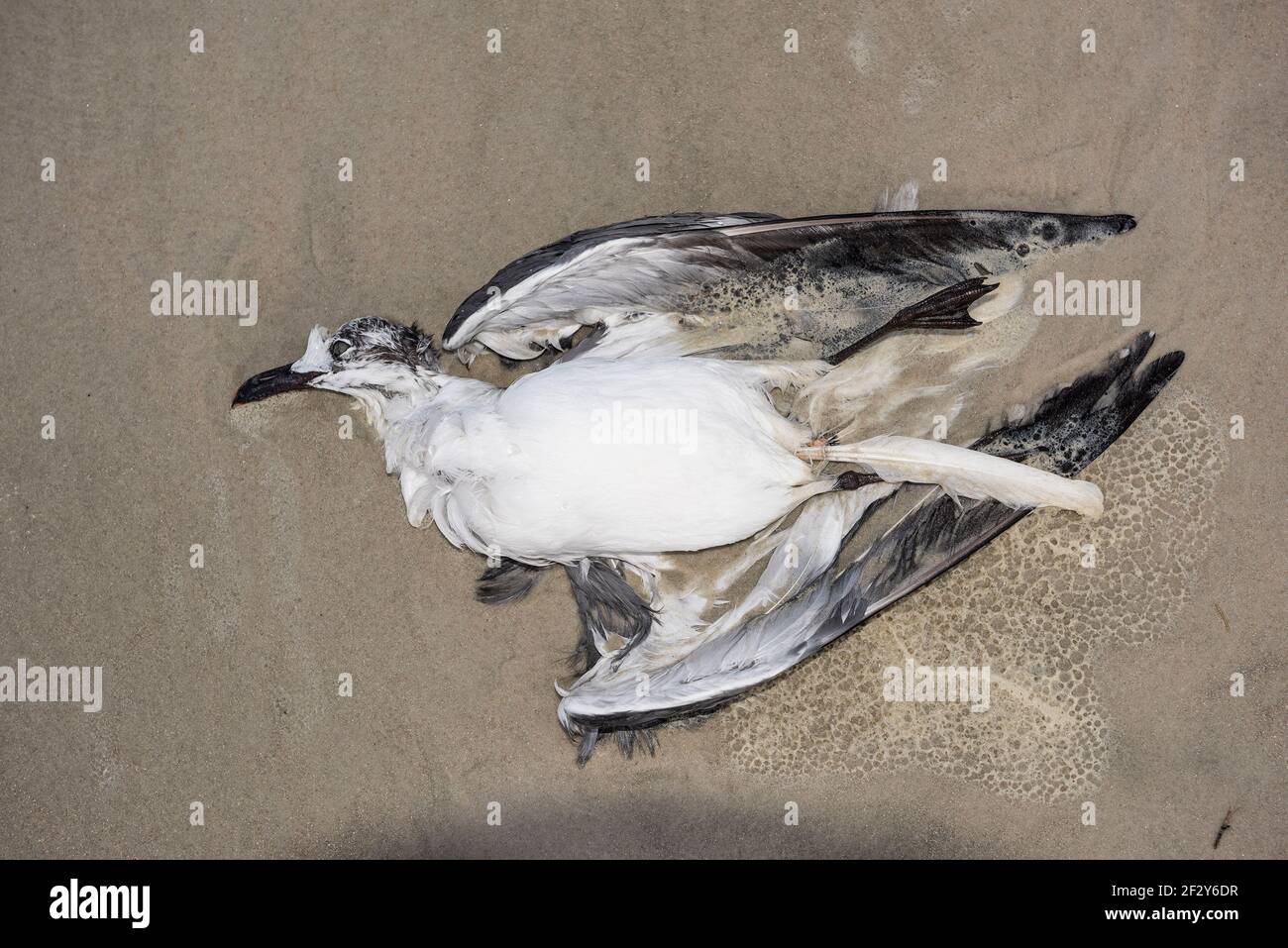 Tete Mort Profile Banque d'image et photos - Alamy