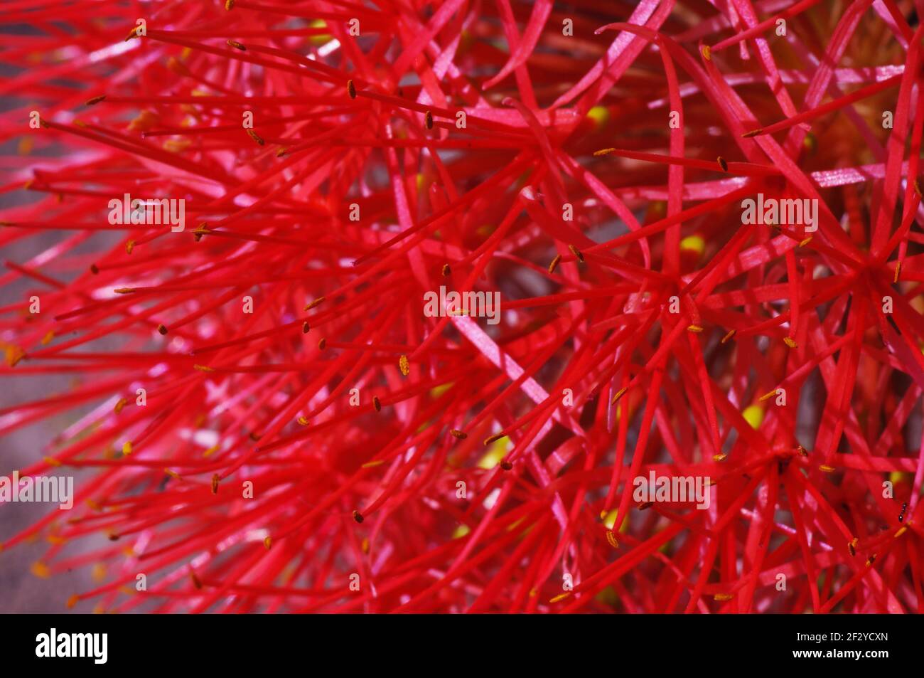 Scadoxus multiflorus anciennement haemanthus multiflorus est une plante ...