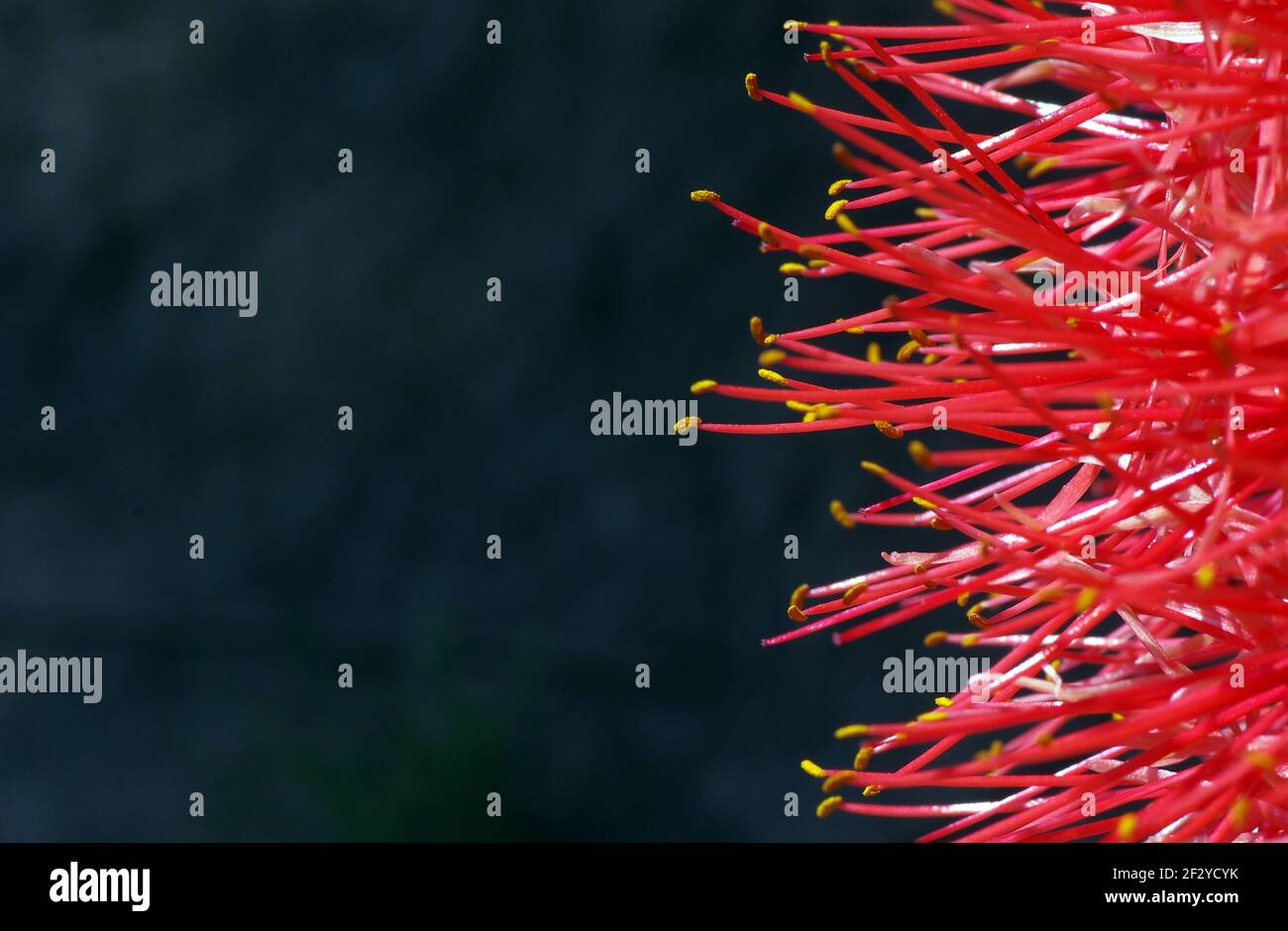 Fleurs de lys de sang Banque de photographies et d’images à haute ...