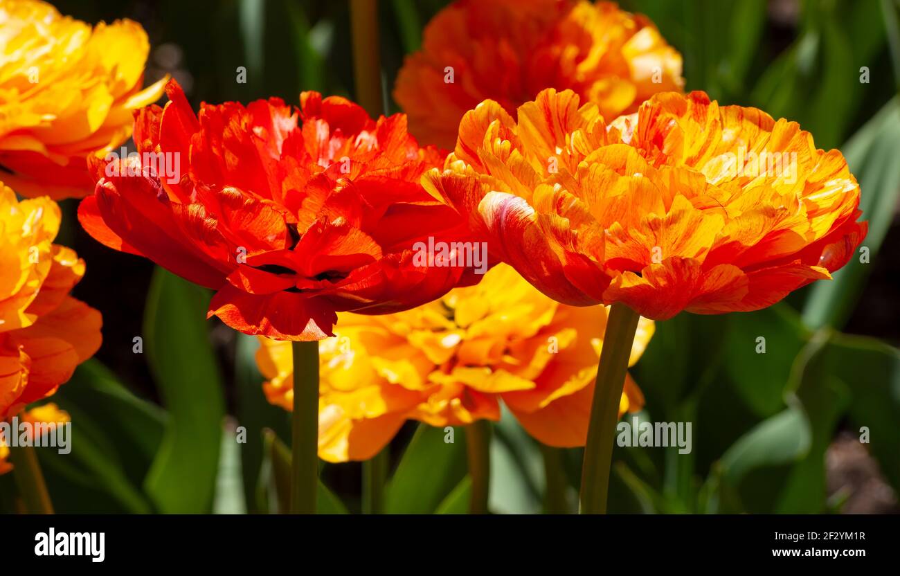 Tulipe crétacée (Tulipa 'Cretacéc') - tulipes tardives doubles dorées ...
