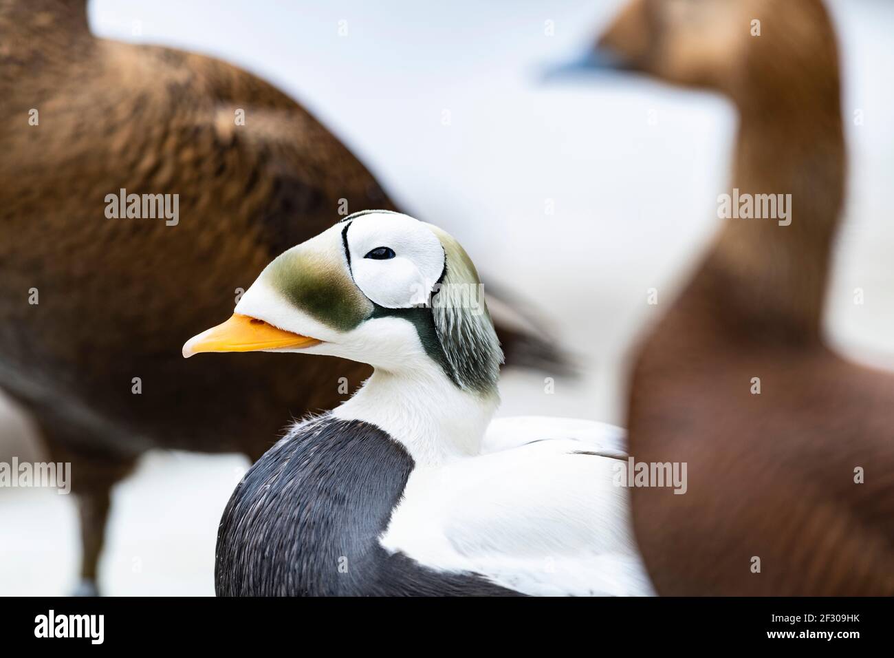 Spectacled eiders Banque de photographies et d’images à haute ...