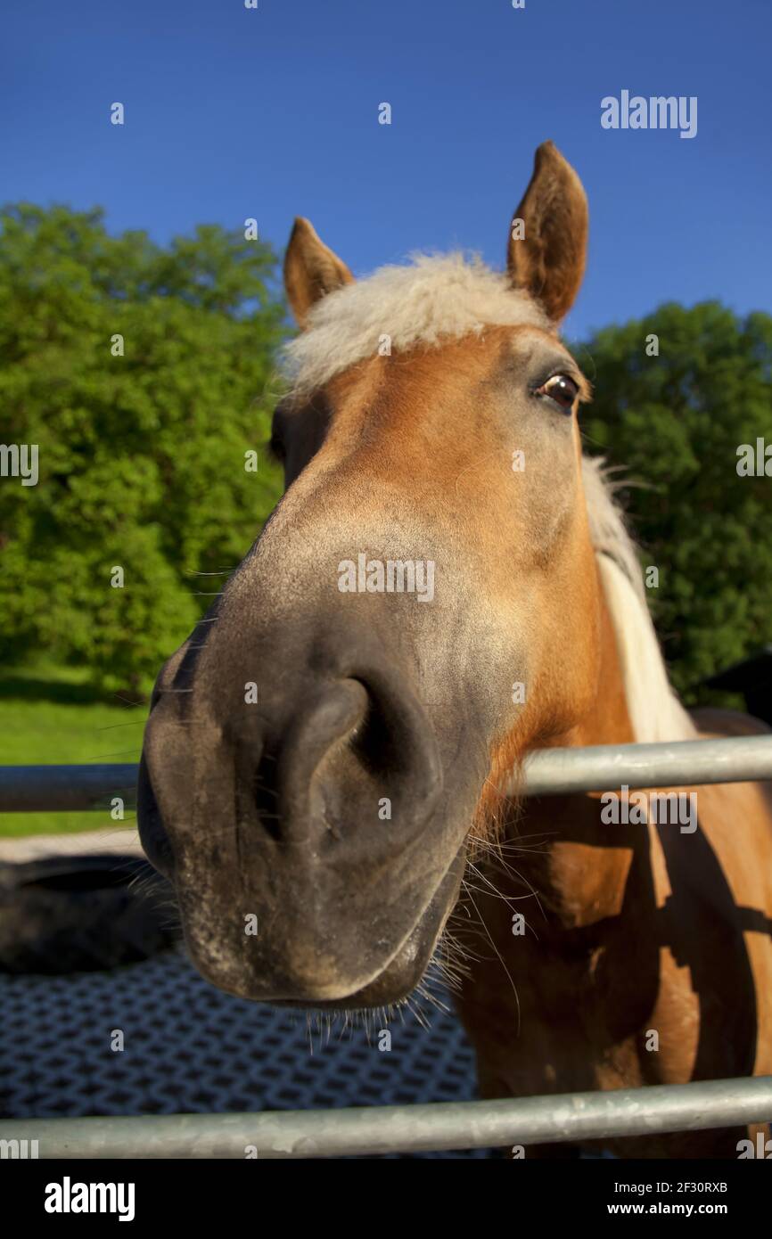 Cheval rigolo Banque de photographies et d’images à haute résolution ...