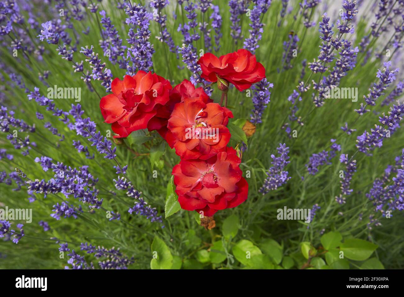 Belles roses rouges Banque de photographies et d’images à haute ...