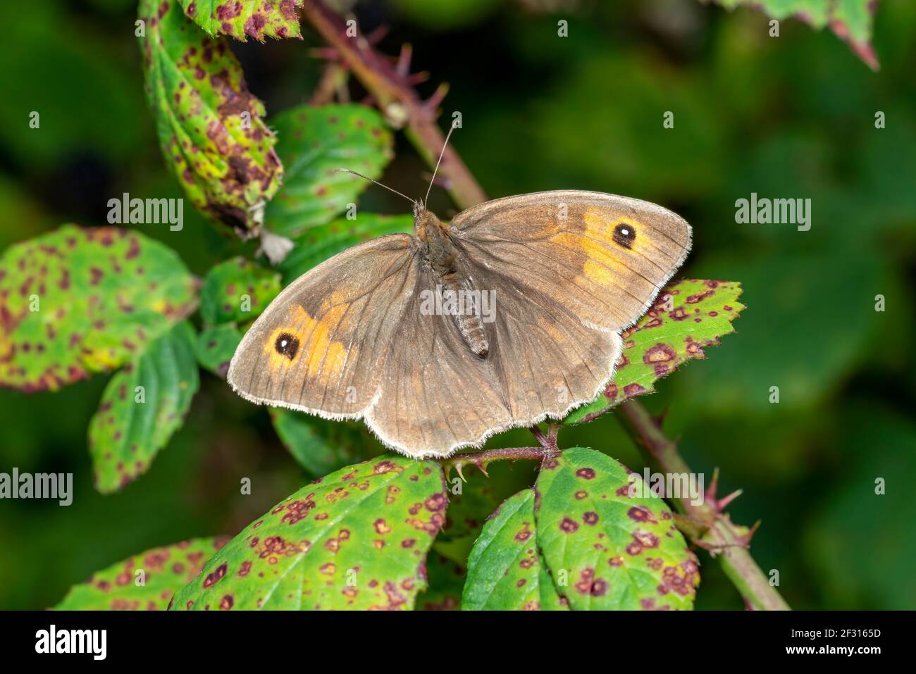 Insecte Volant Brun Banque d'image et photos - Alamy