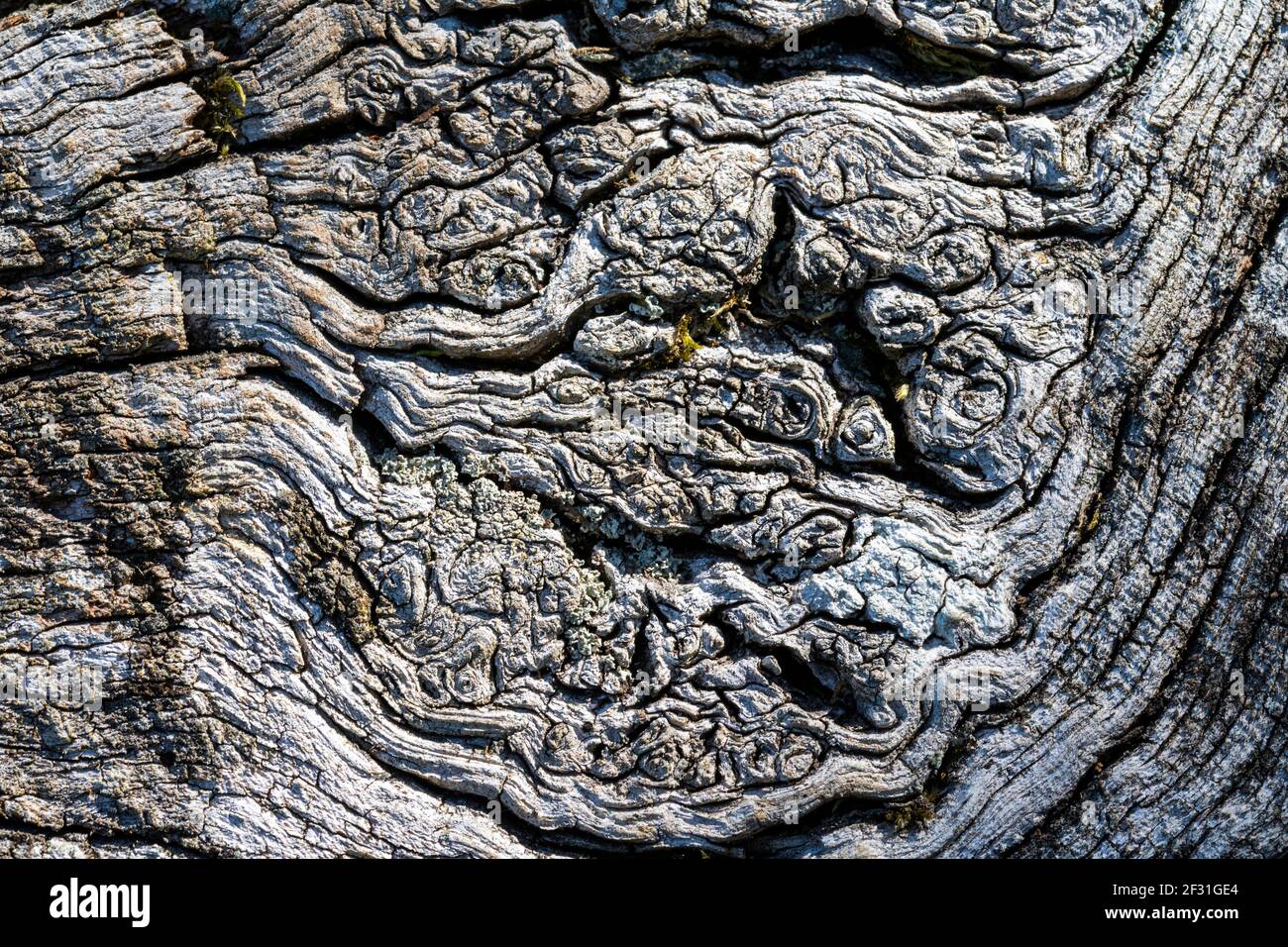Algues blanchies par le soleil Banque de photographies et d’images à ...